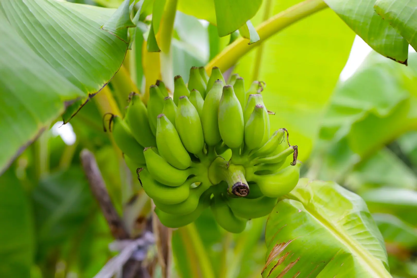 Faire pousser un bananier sans graine : la méthode naturelle
